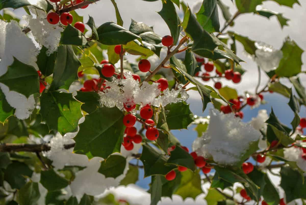 All About Holly - December's Birth Flower - Marco Island