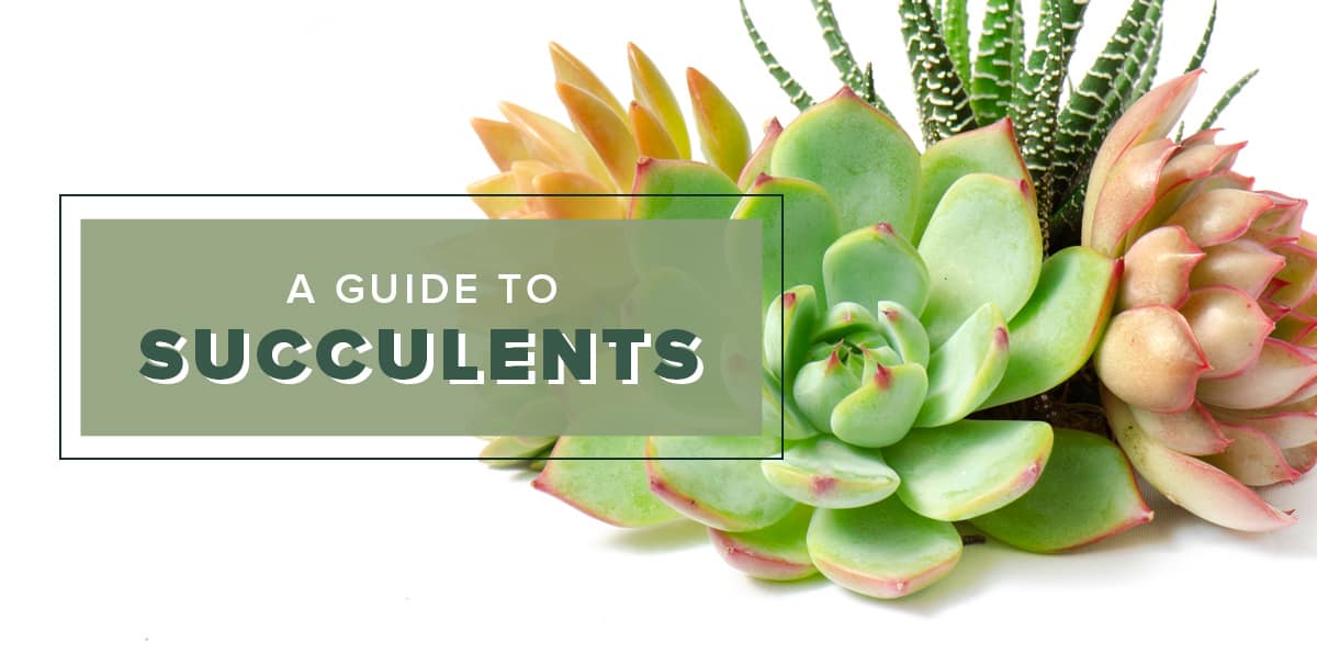 An Essential Guide to Healthy Succulents - Marco Island