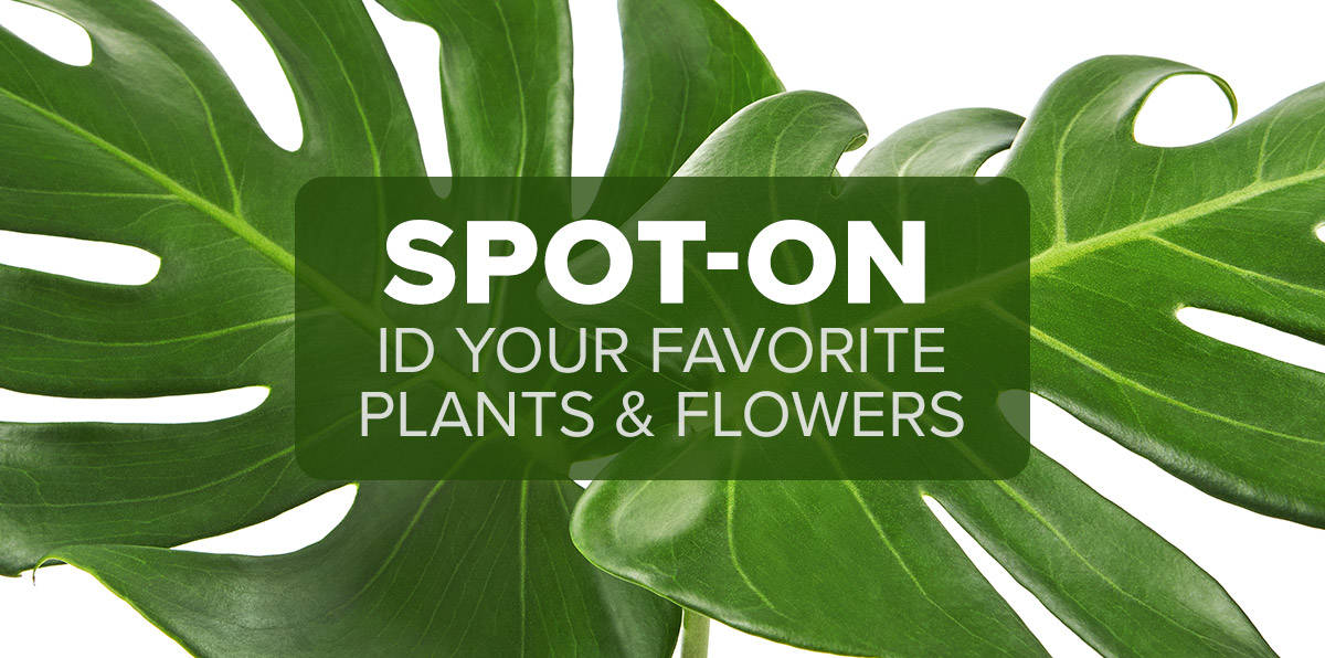 Incredible Flower And Plant Identification Apps Marco Island